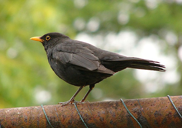 cossyphi - merli Turdus merula